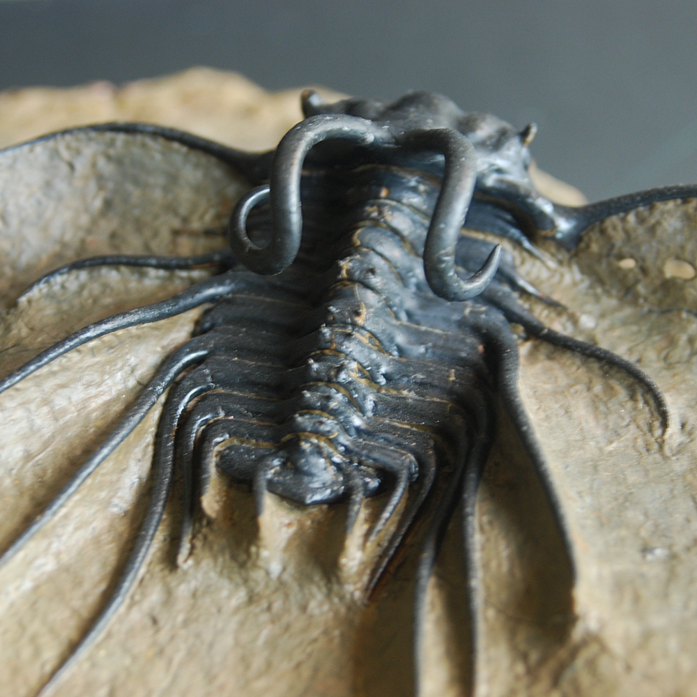 Fossils - Norwegian Rocks